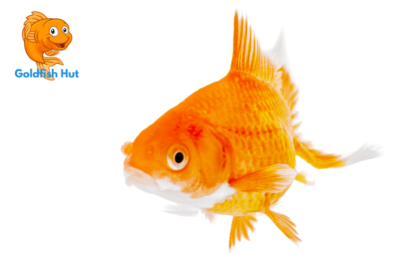 Why Is My Goldfish Attacking Other Goldfish? Understanding Aggressive ...